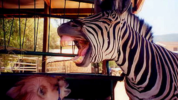 Sony: PSP has a 'ten year life cycle' – Destructoid