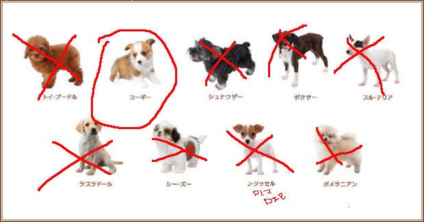 Dog types in Nintendogs + Cats versions revealed – Destructoid