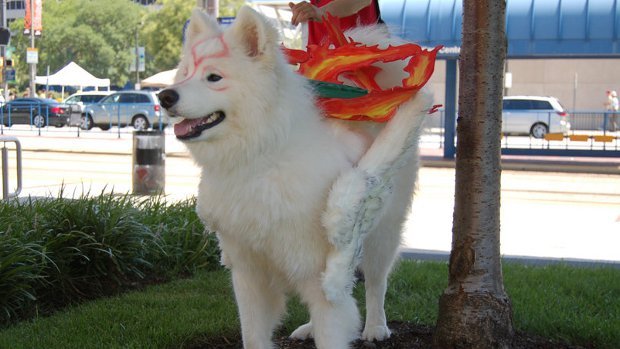 Amaterasu cosplay dog is adorable – Destructoid