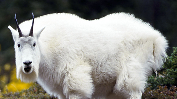 Goats defend freedom against Nazi forces in 8-bit game – Destructoid