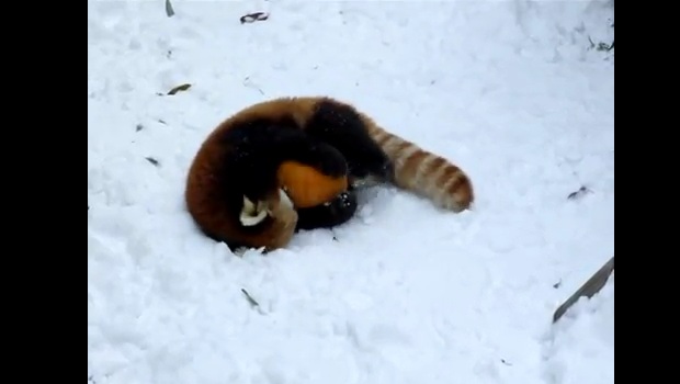The Daily Hotness: Scared red panda – Destructoid