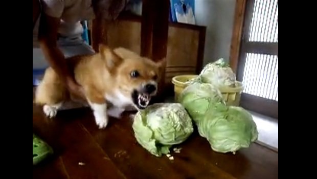 The Daily Hotness: Cabbage-eating corgi – Destructoid