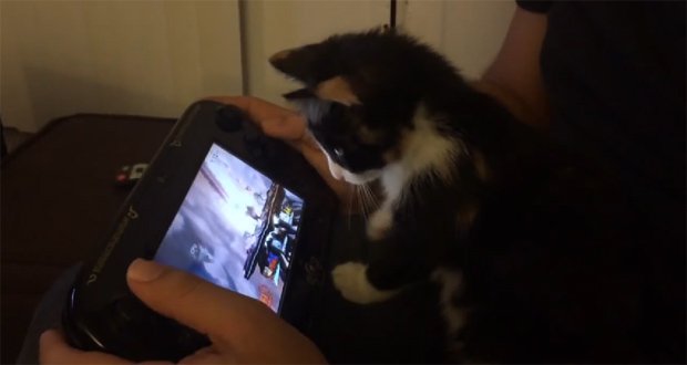 This Super Smash kitten is simply adorable – Destructoid