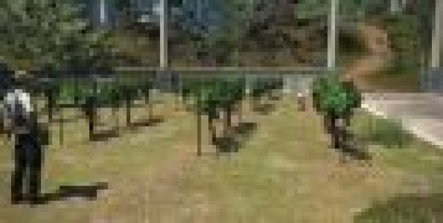 Final Fantasy XIV fixed the grapes – Destructoid