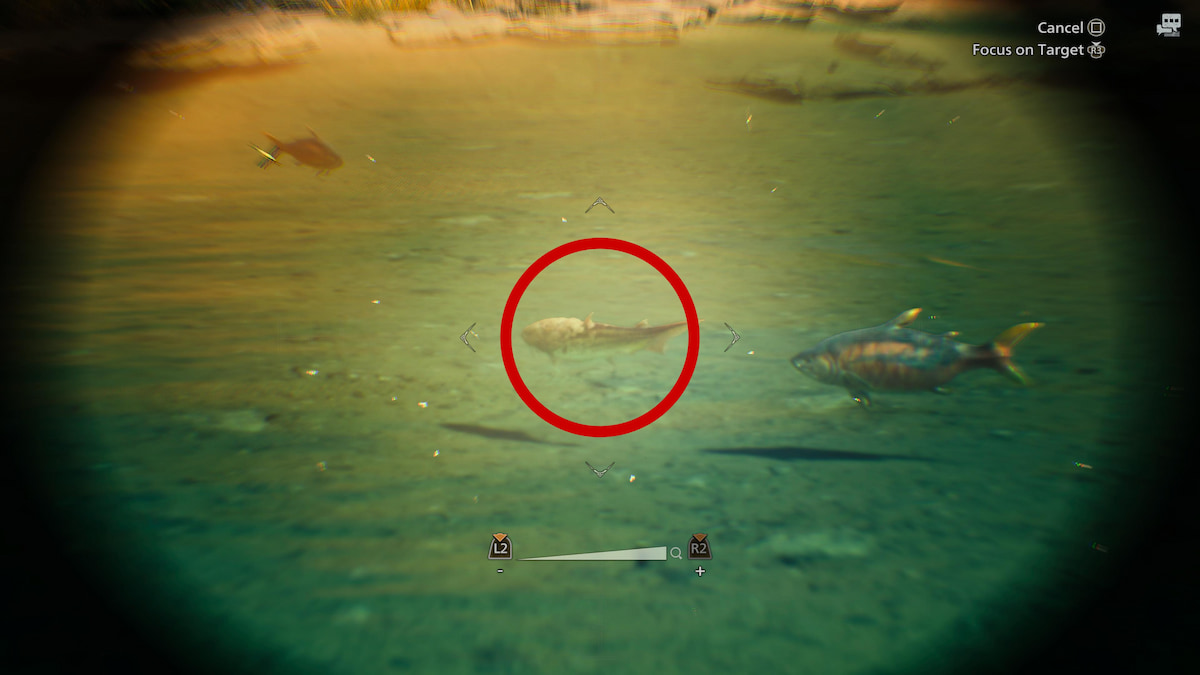 Monster Hunter Wilds Gravid Bowfin guide: All locations and how to catch